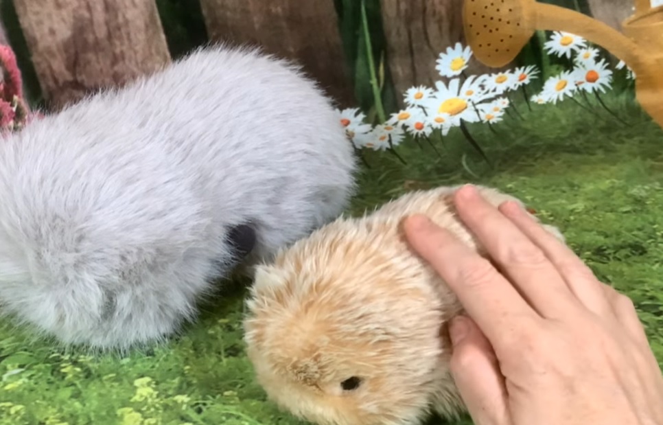 Futrzany robot Moflin hitem w Japonii. Jego zachowanie zależy od ...